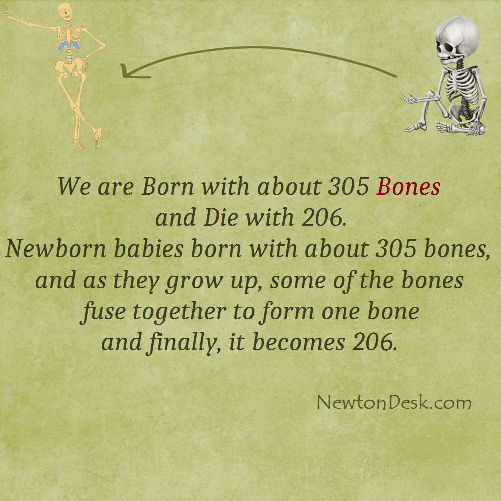 How Many Bones Are In A Newborn Baby And Adults Health Facts