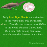 Why Baby Sand Tiger Shark Eat Each Other In The Womb - Creature Fact