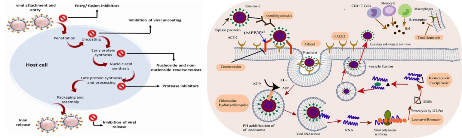 Why Antibiotics Are Ineffective Against Viruses? - Covid-19 Explanation