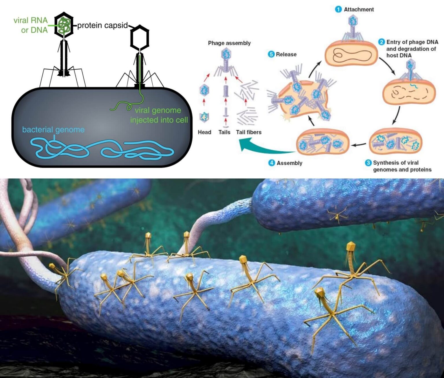Why Antibiotics Are Ineffective Against Viruses? - Covid-19 Explanation