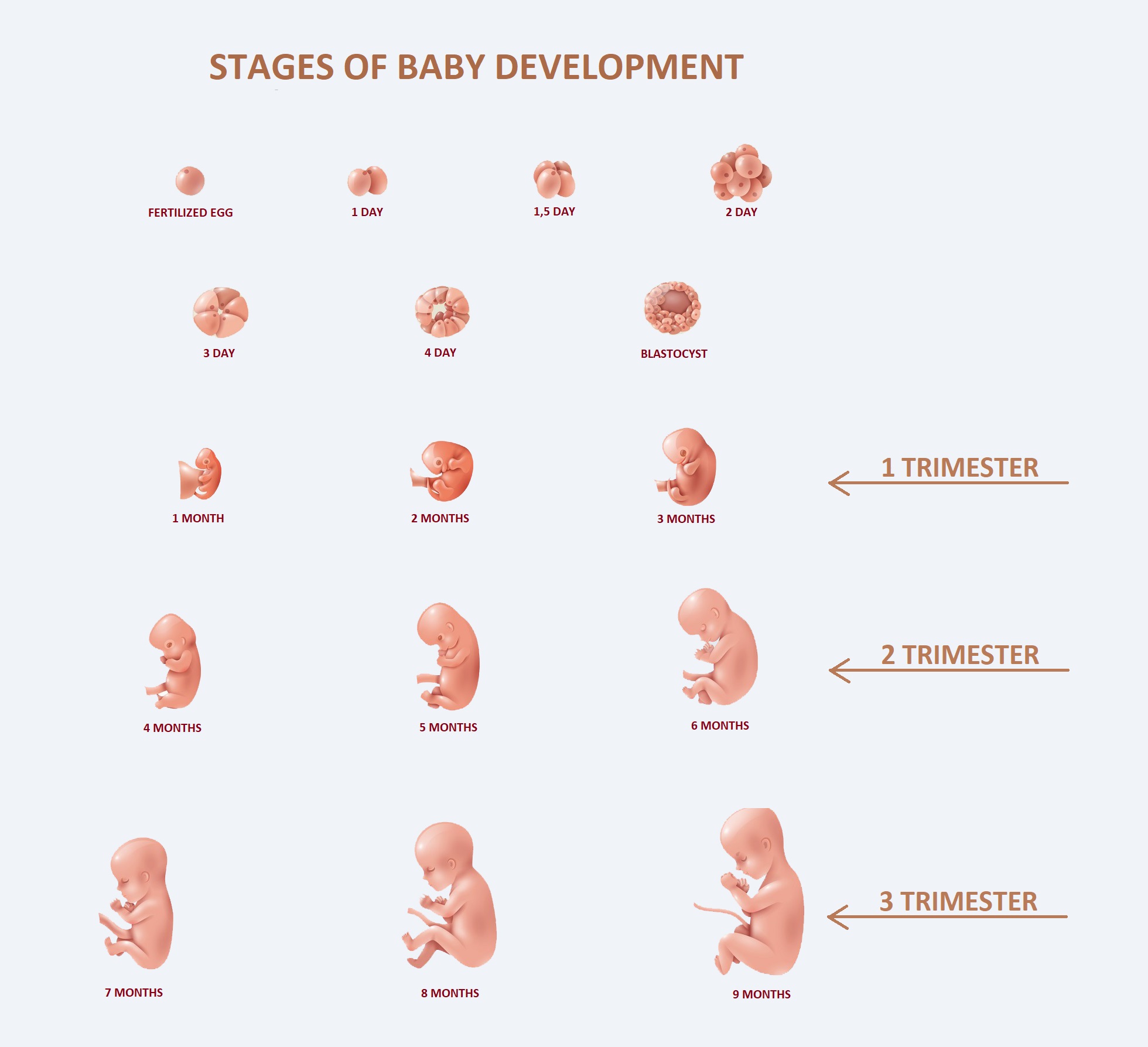 How A Baby Fetal Development In First Second Third Trimester How A Baby Fetal Development In First Second Third Trimester